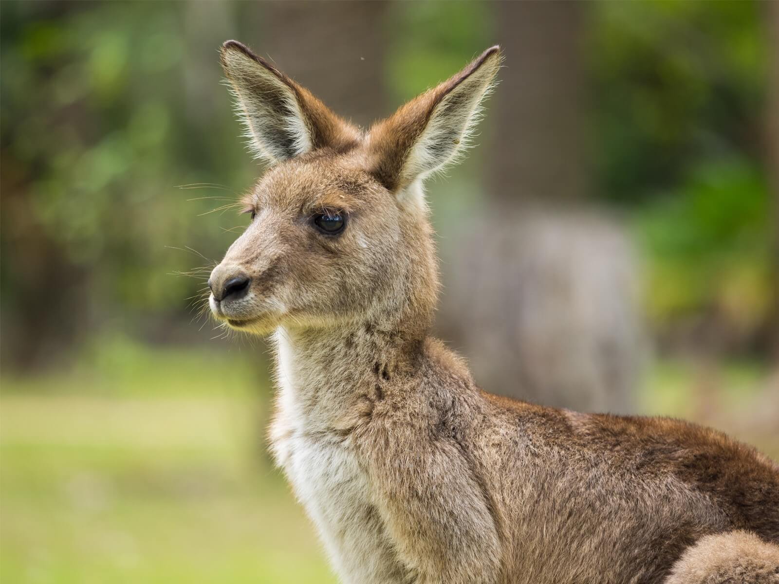 The changing colours of Carnarvon Gorge - Visit Capricorn Coast ...